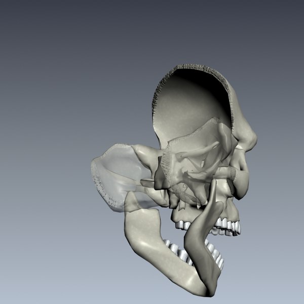 human skull exploding 3d model