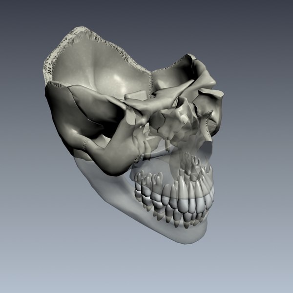 human skull exploding 3d model