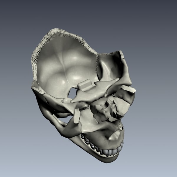 human skull exploding 3d model