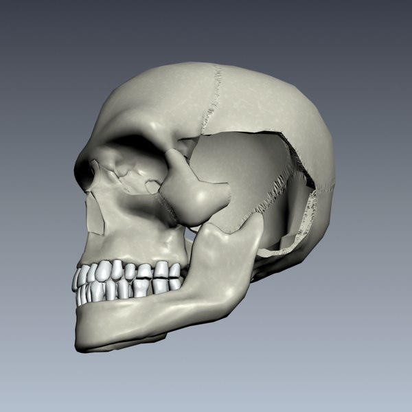 human skull exploding 3d model