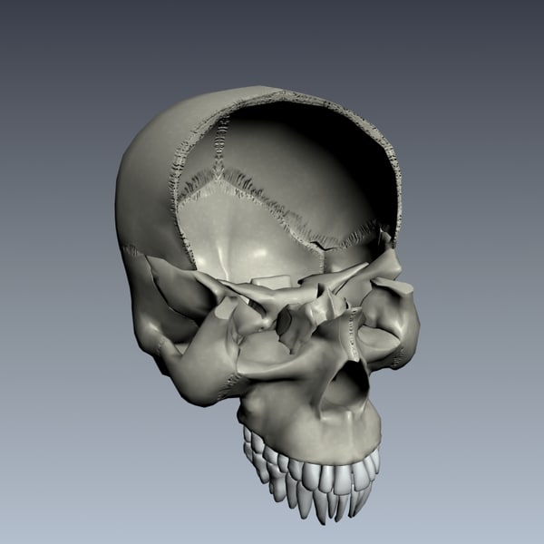 human skull exploding 3d model