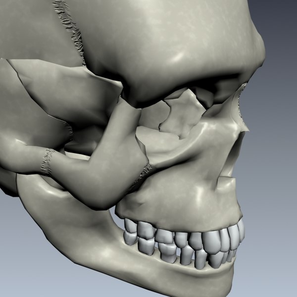 human skull exploding 3d model