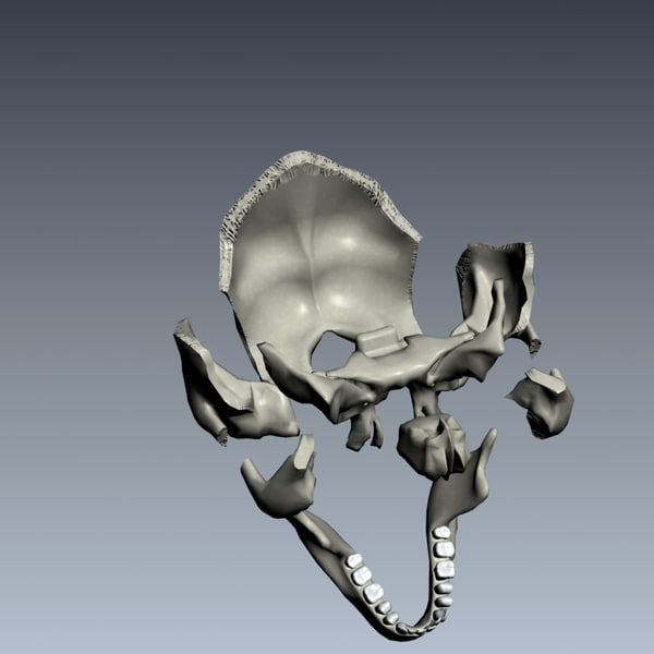 human skull exploding 3d model