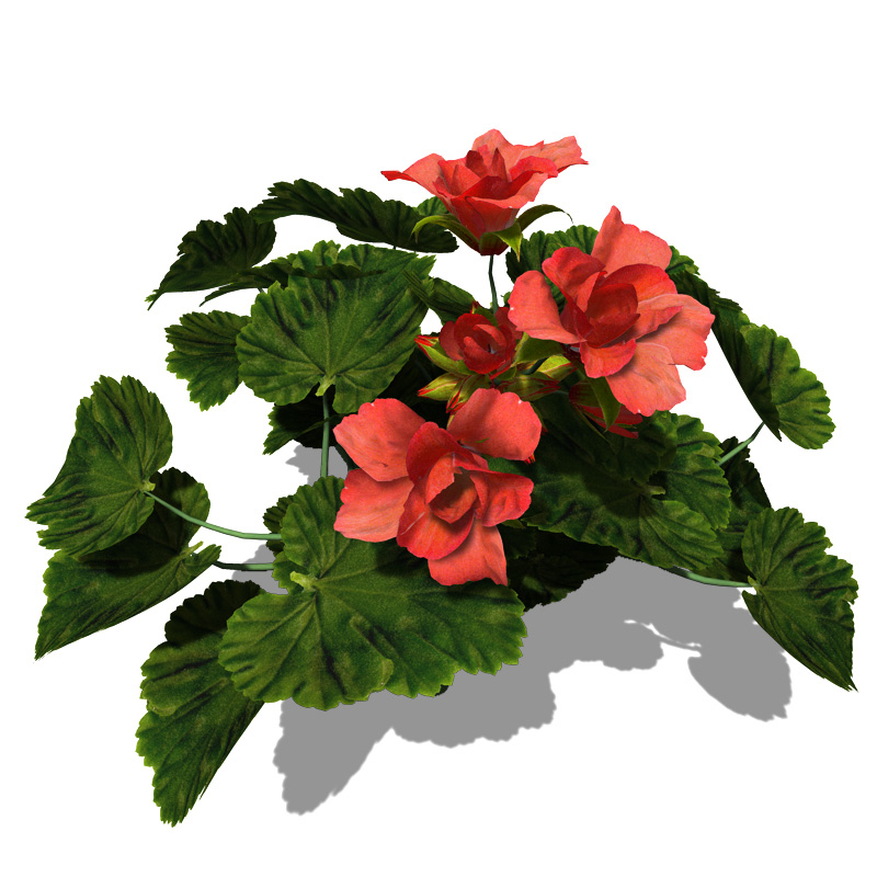 3dsmax xfrogplants geranium plant