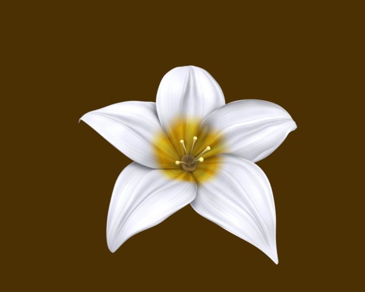 3d flower lilly model