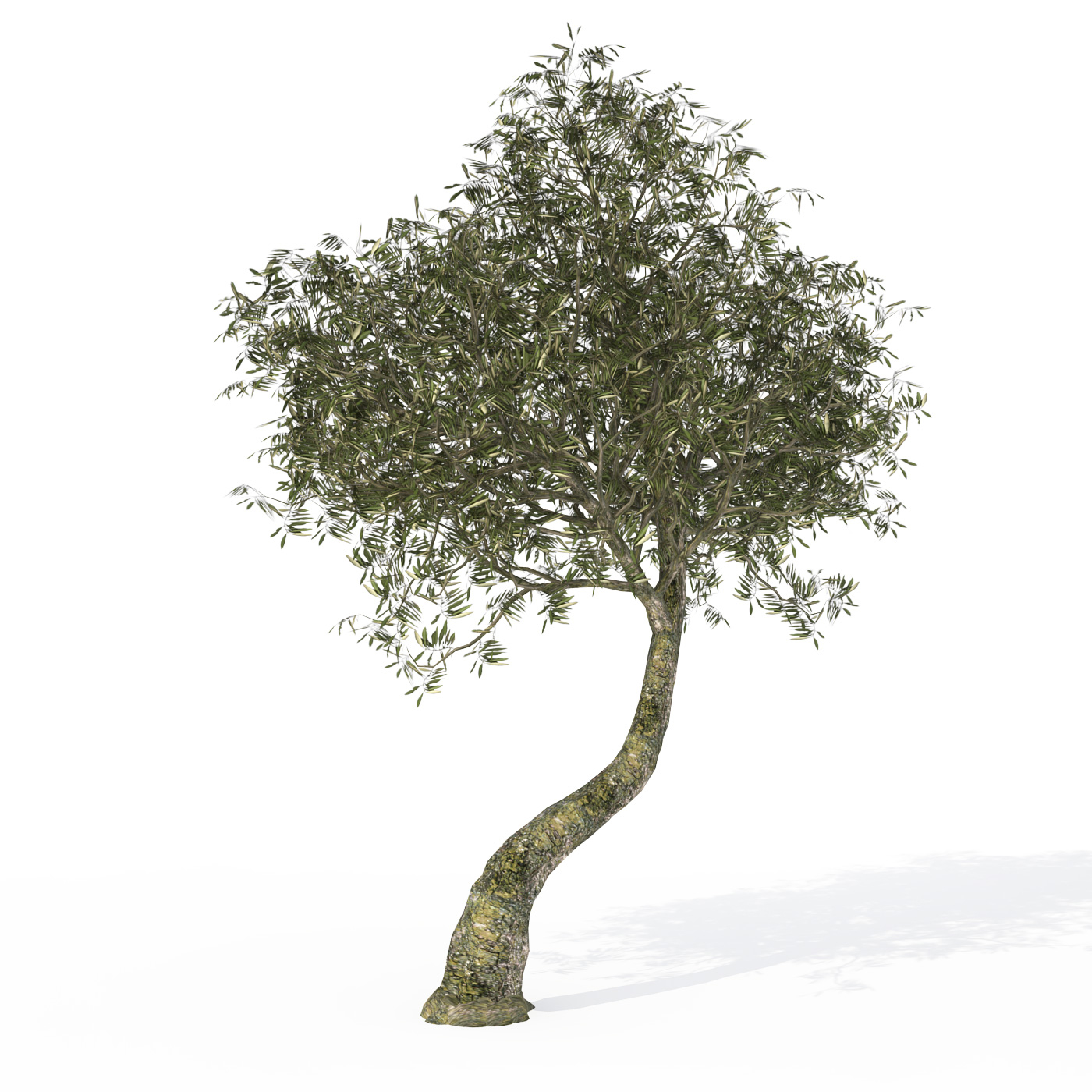olive tree 3d model