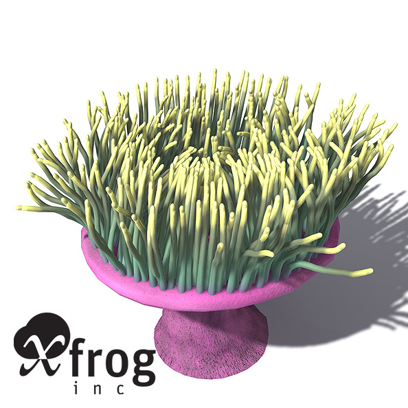 Anemone 3D Models for Download | TurboSquid