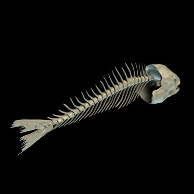fish bone 3d model