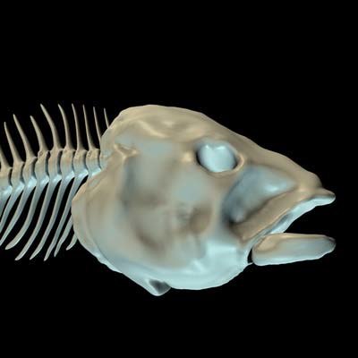 fish bone 3d model