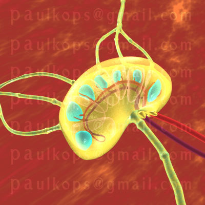 3d lymp node lymphnode model