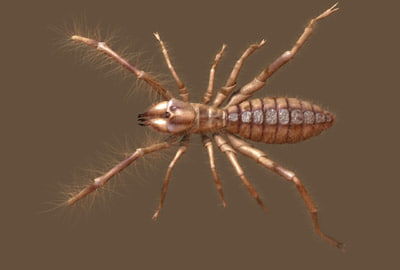 lightwave iraqi camel spider