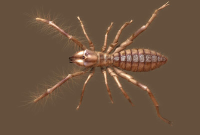 lightwave iraqi camel spider