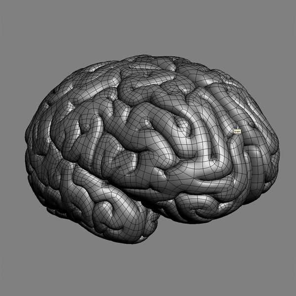 brain cerebrum 3d model