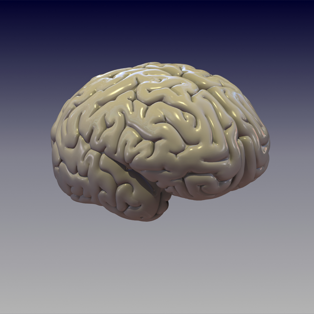 brain cerebrum 3d model