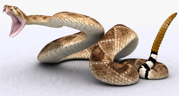 snake rattlesnake 3d model