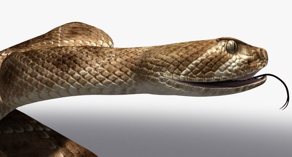 snake rattlesnake 3d model