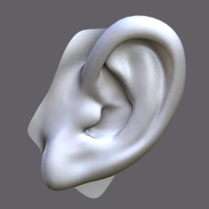 Ear 3D Models for Download | TurboSquid