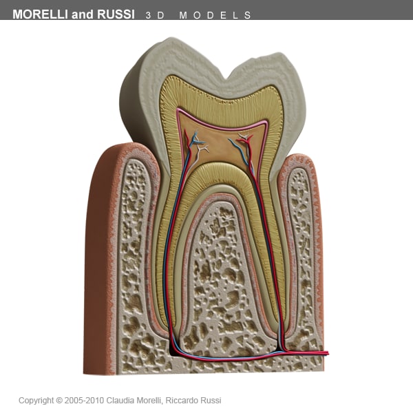 tooth section 3d model