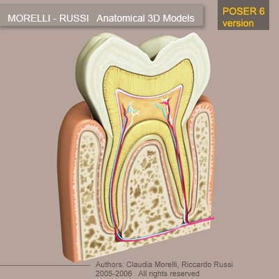 tooth section 3d model