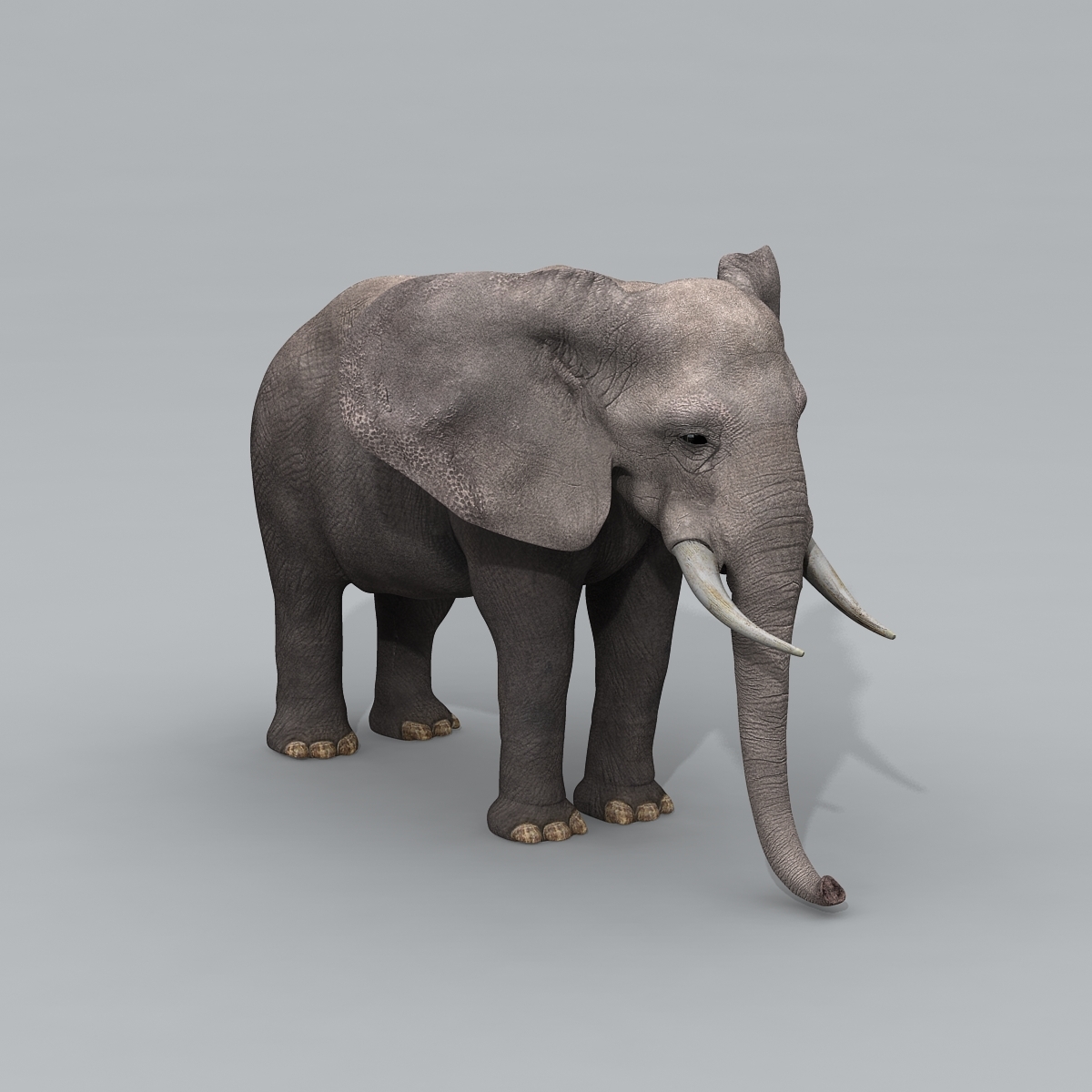 3d model african elephant