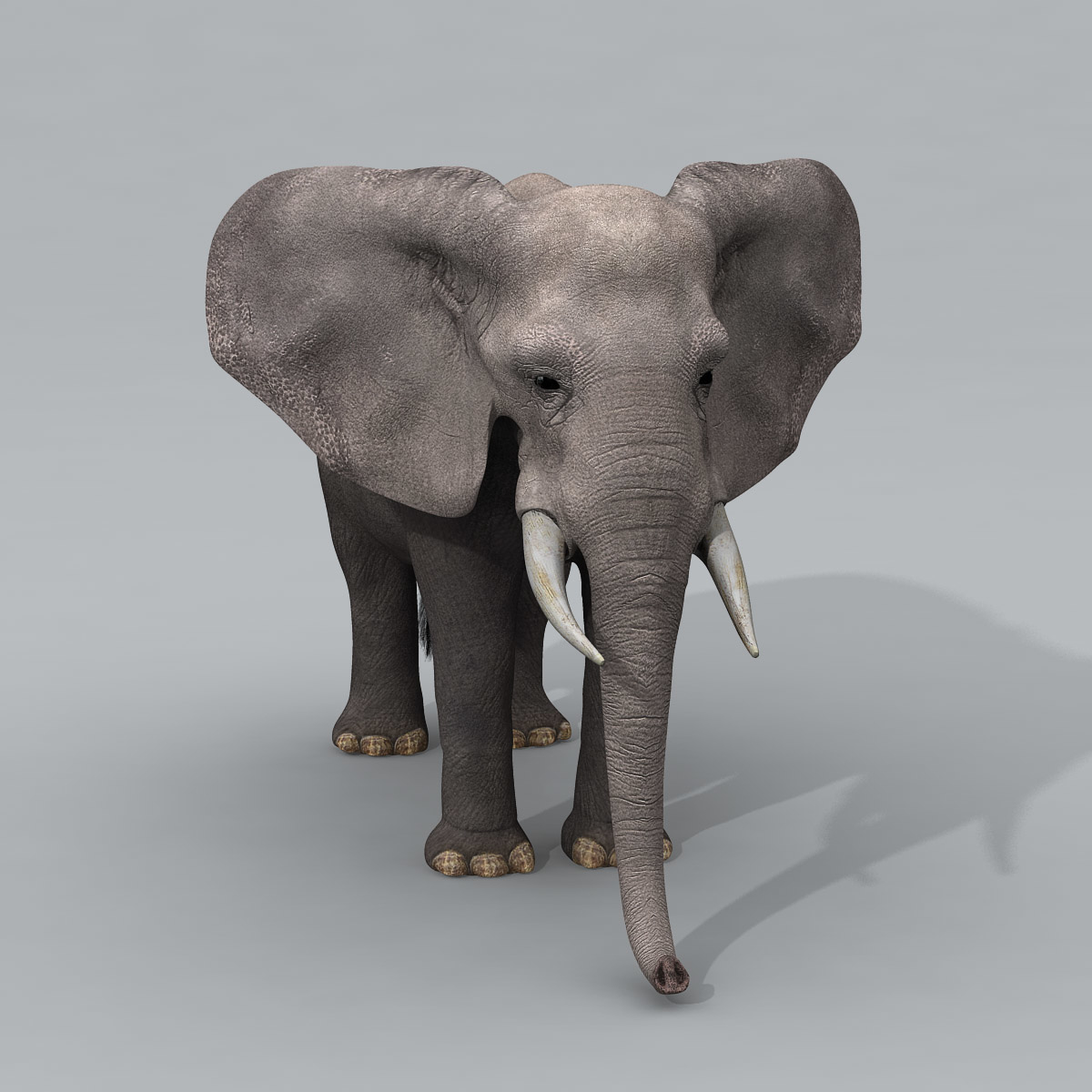 3d model african elephant