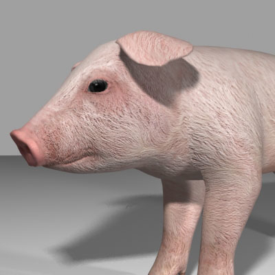 3d pig