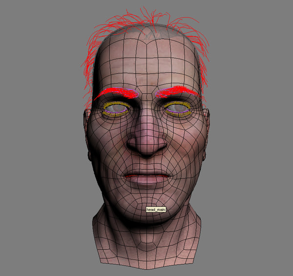 3d realistic human head skin model
