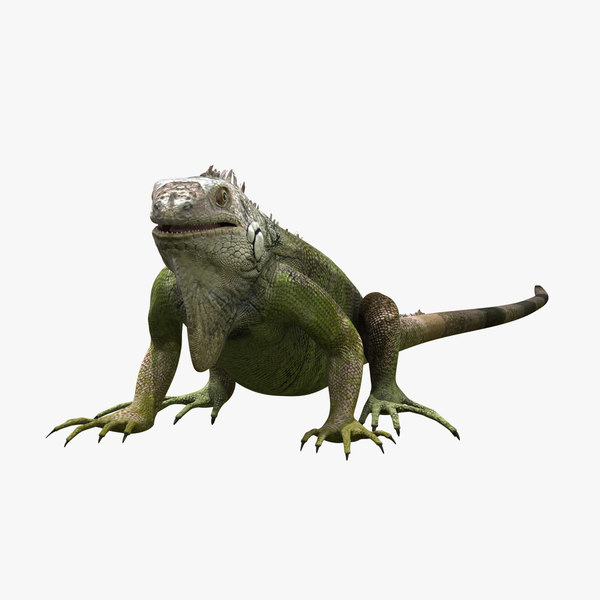photorealistic iguana 3d model