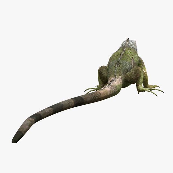 photorealistic iguana 3d model