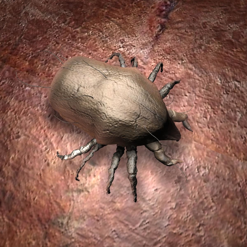 3d model mite monster para