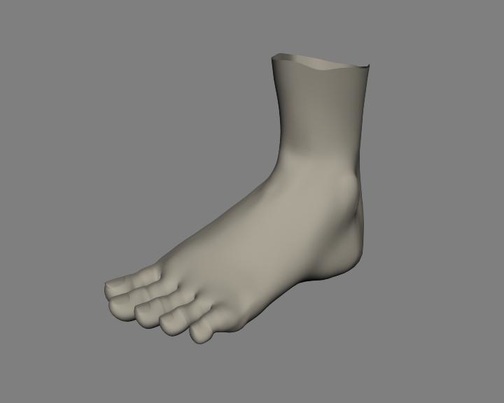 3d foot model