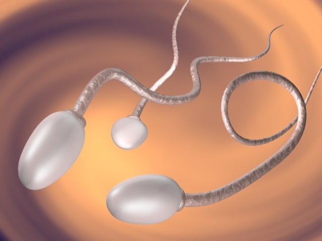 3d model sperm