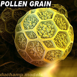 microscopic pollen bacteria cell 3d model
