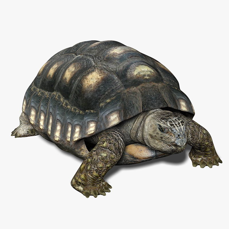 turtle reptile 3d model