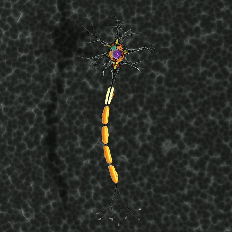 3d model neuron cell