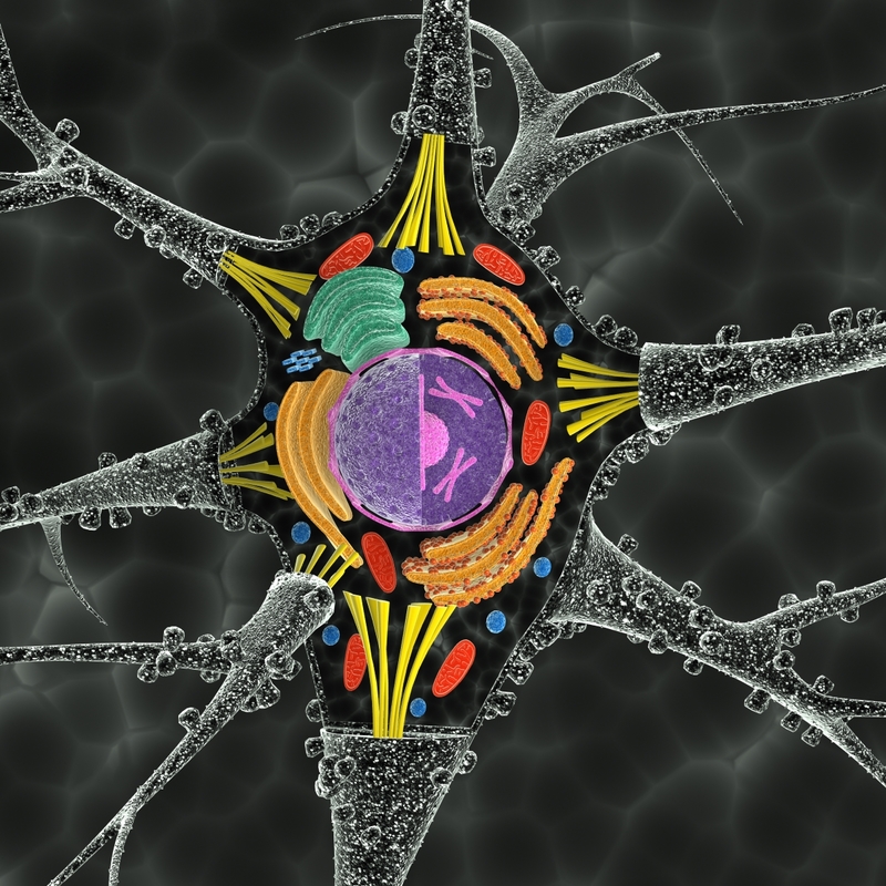 3d model neuron cell