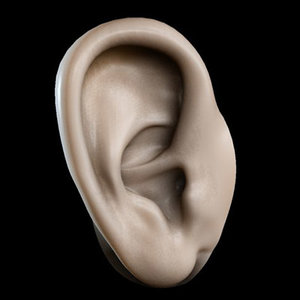 Ear 3D Models for Download | TurboSquid