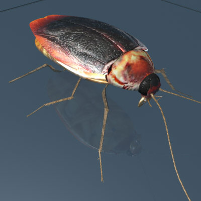 modelo 3d Cucaracha (Maya) - TurboSquid 311172