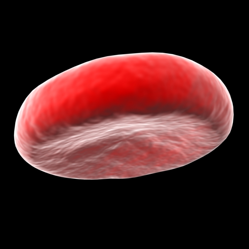 red blood cell 2 3d model