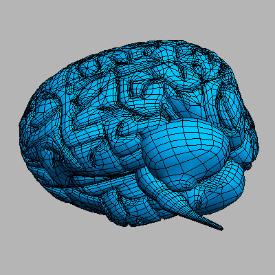 brain cerebellum 3d model