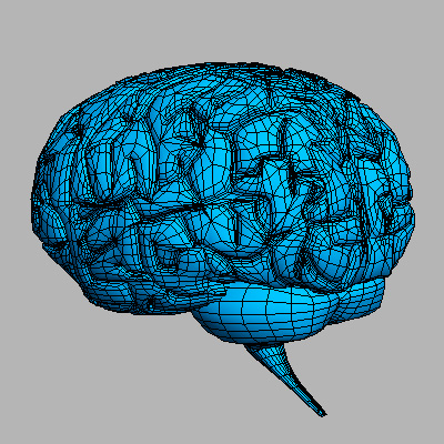 brain cerebellum 3d model