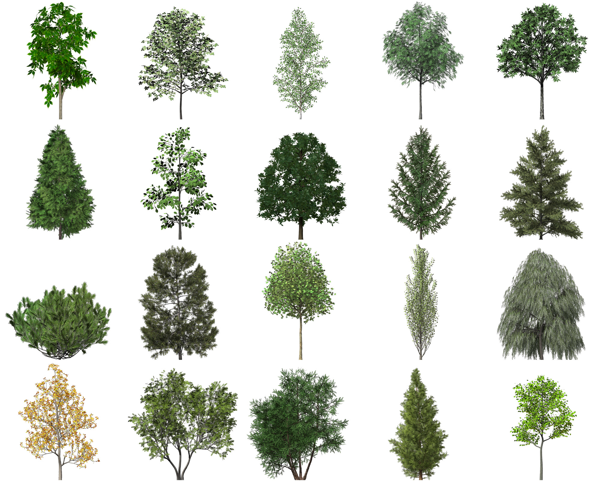 3d model basic trees xfrogplants