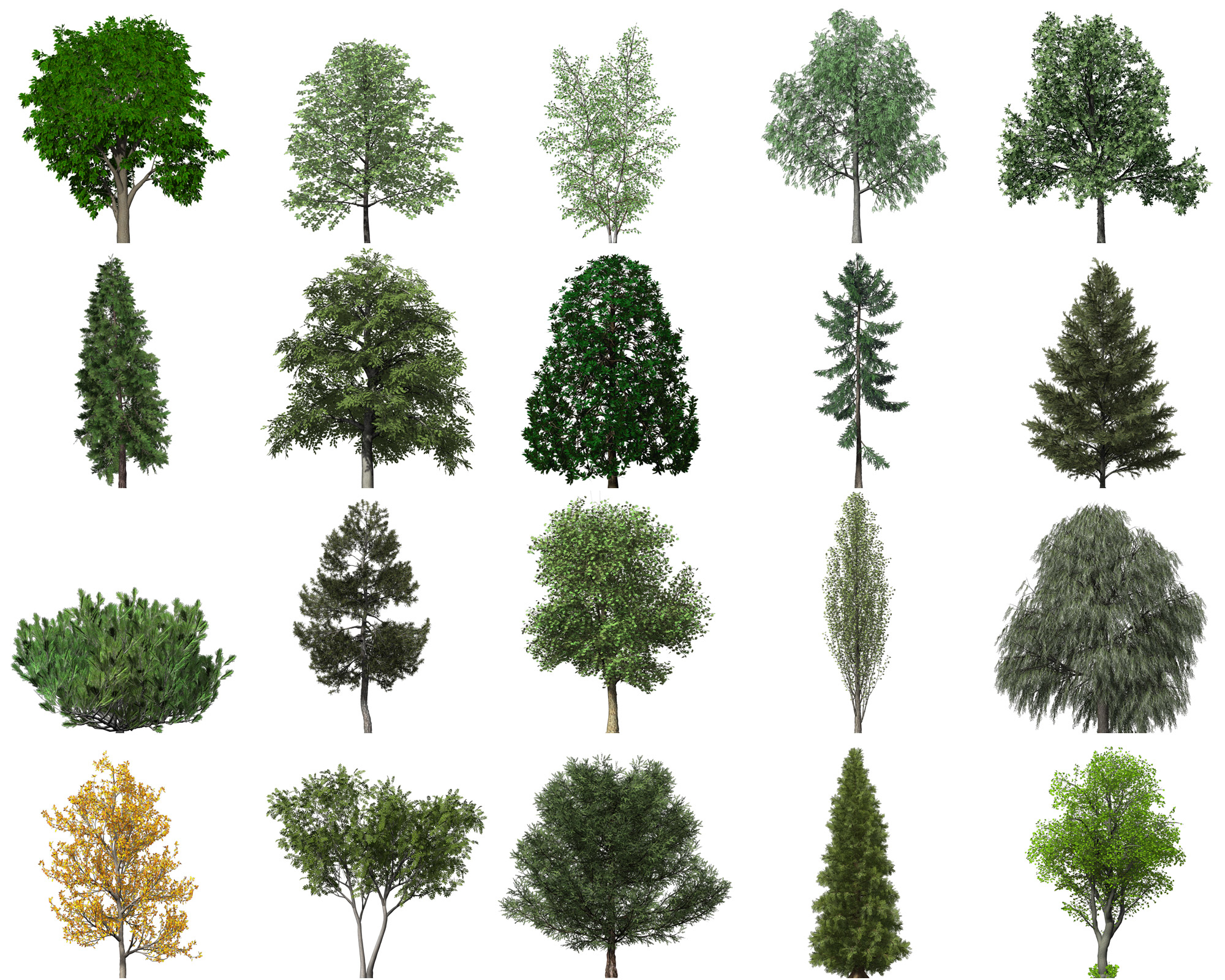 3d model basic trees xfrogplants