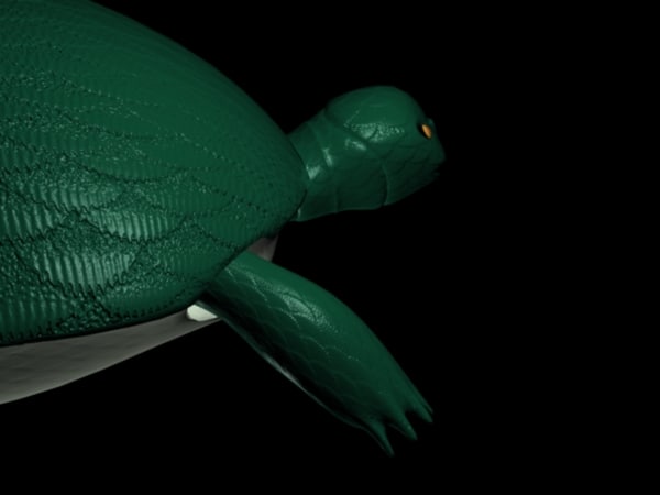 eastern box turtle 3d model