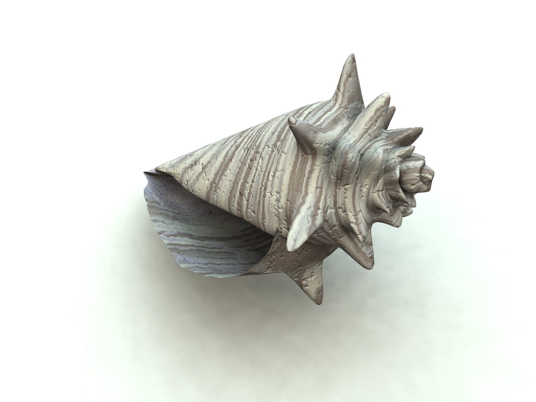 seashell sea shell 3d model