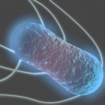 3d model salmonella bacteria