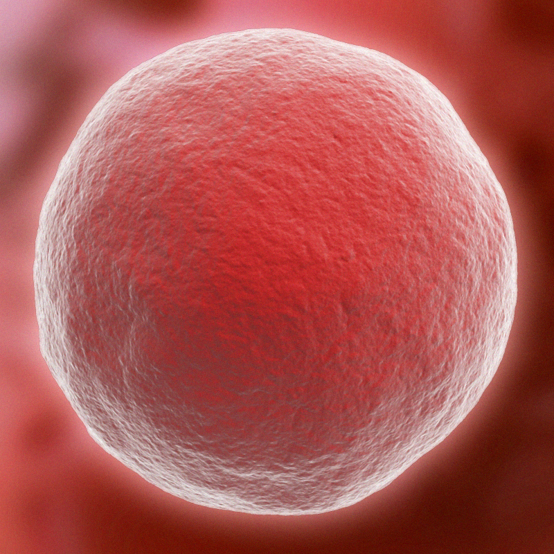 ovum electron microscope 3d max