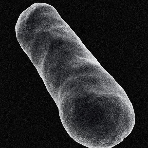 set bacillus bacteria max