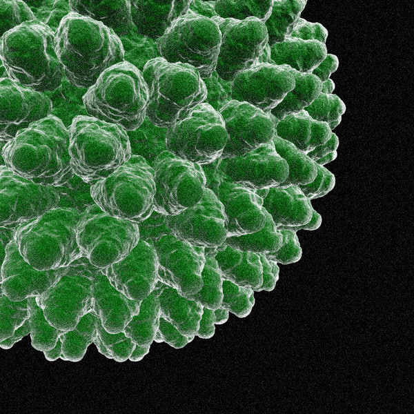 3d model pollen electron microscope