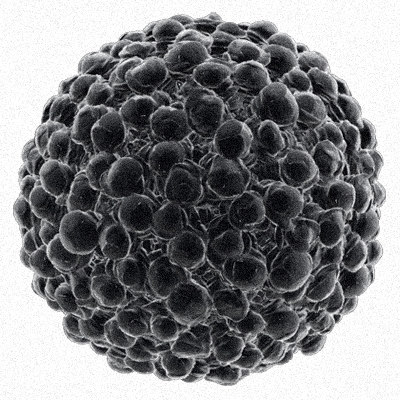 3d model pollen electron microscope